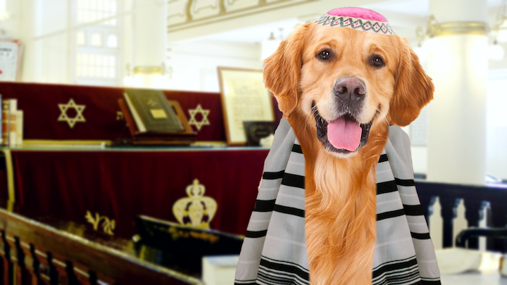 Shocking: Rabbi Fails To Find Rule Prohibiting Dogs From Reading Torah